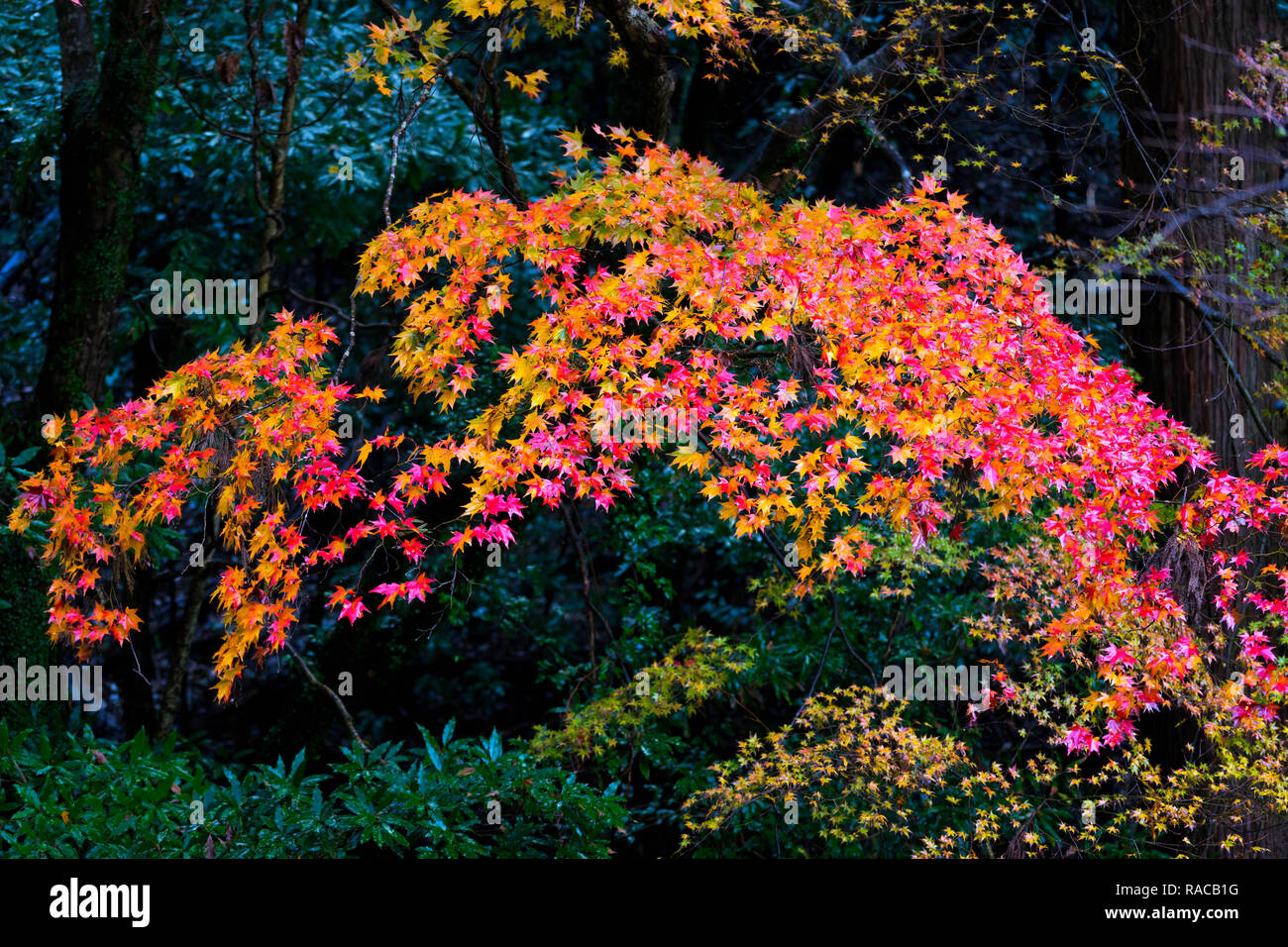 Minoo park hi-res stock photography and images - Alamy