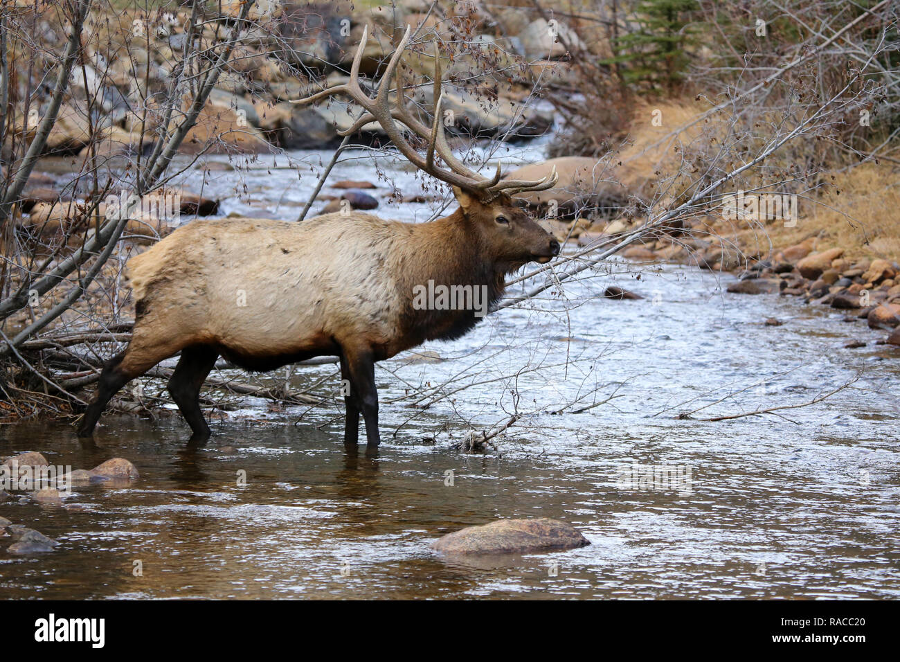 Bull elk standing in the water hi-res stock photography and images - Alamy