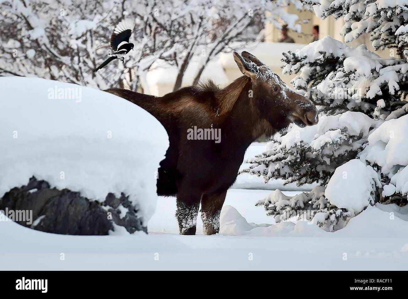Moose joint hi-res stock photography and images - Alamy