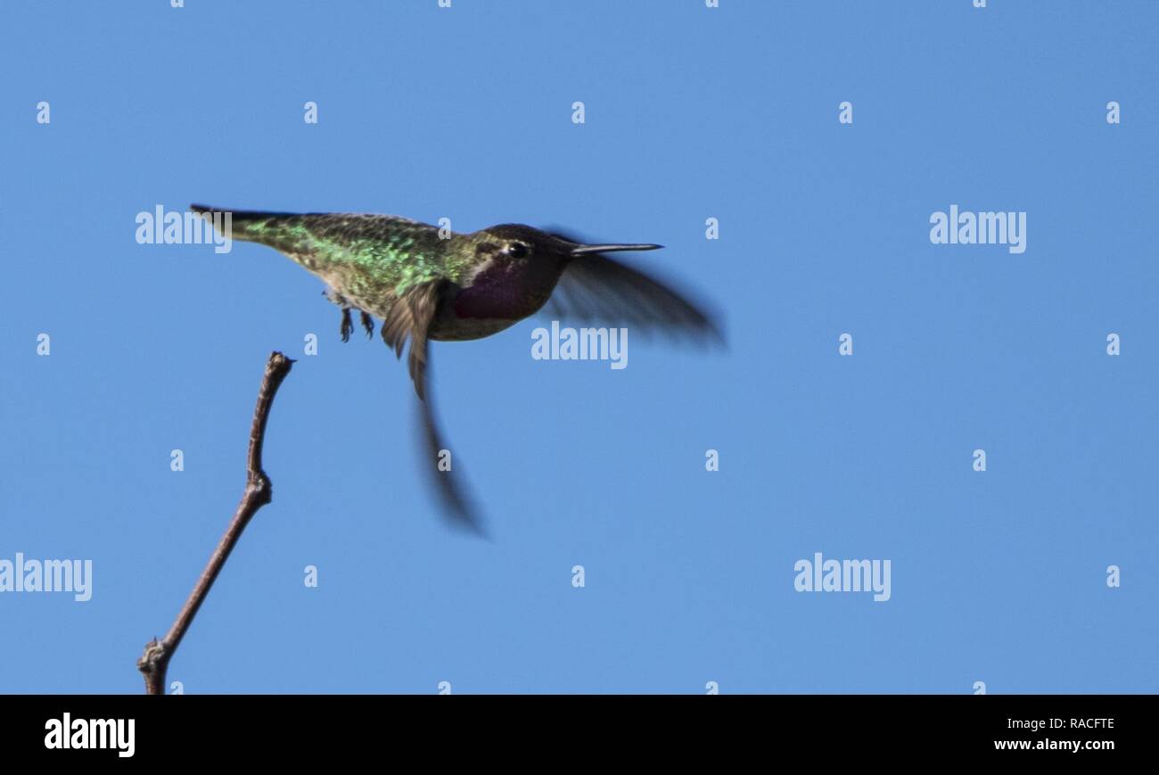 Hummingbird tree sap hi-res stock photography and images - Alamy