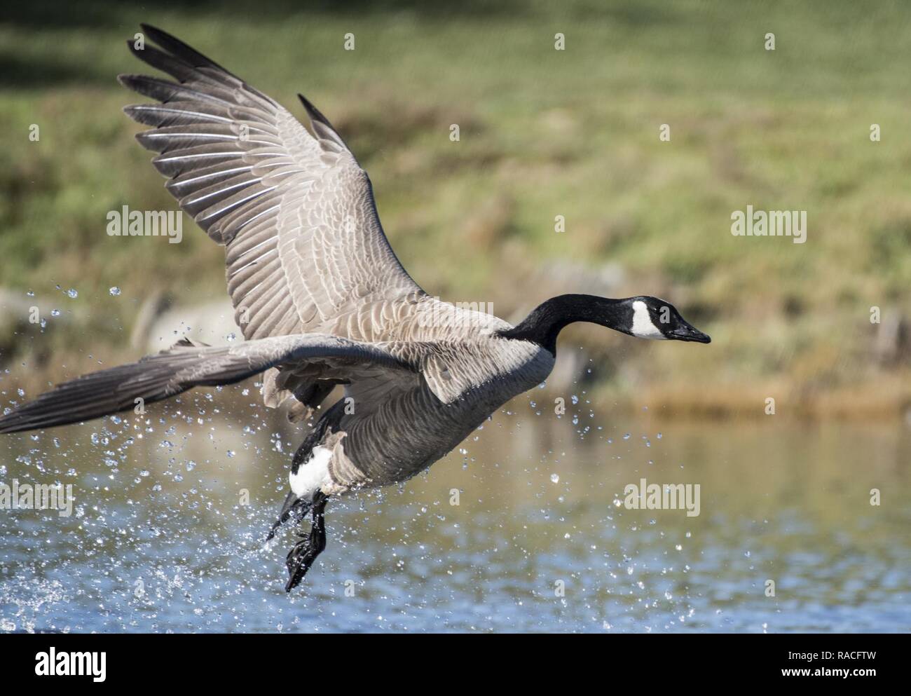 A Canadian goose makes a splash in the Duck Pond at Travis Air Force ...