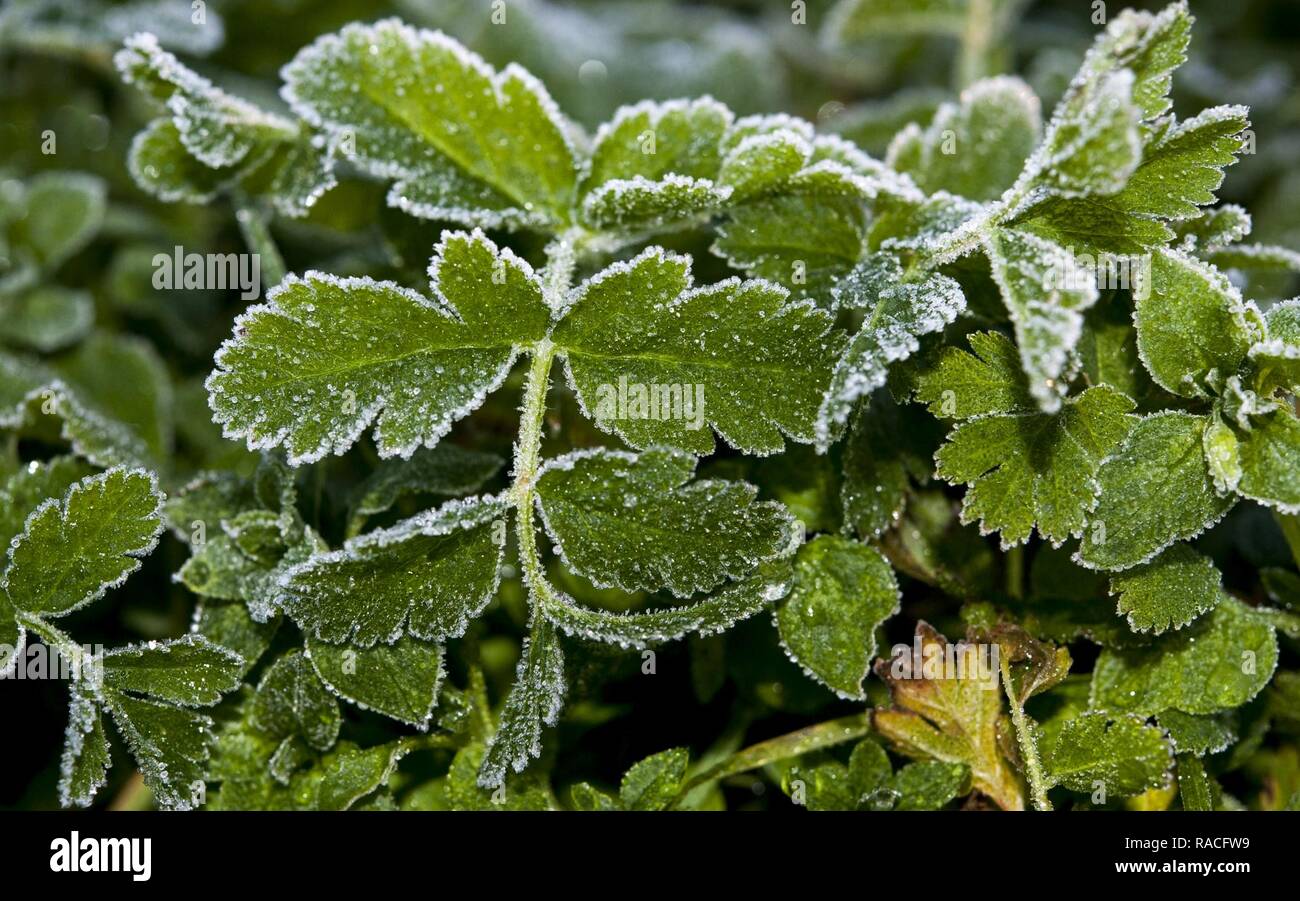 Crystals of hoar frost coat vegetation on a cold winter morning at ...