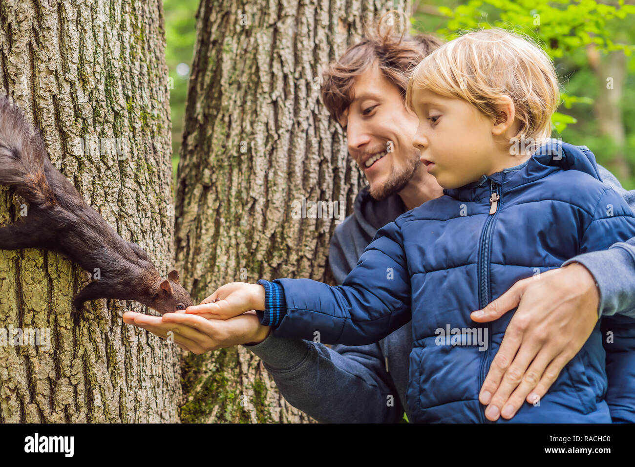 The caucasian squirrel hi-res stock photography and images - Alamy