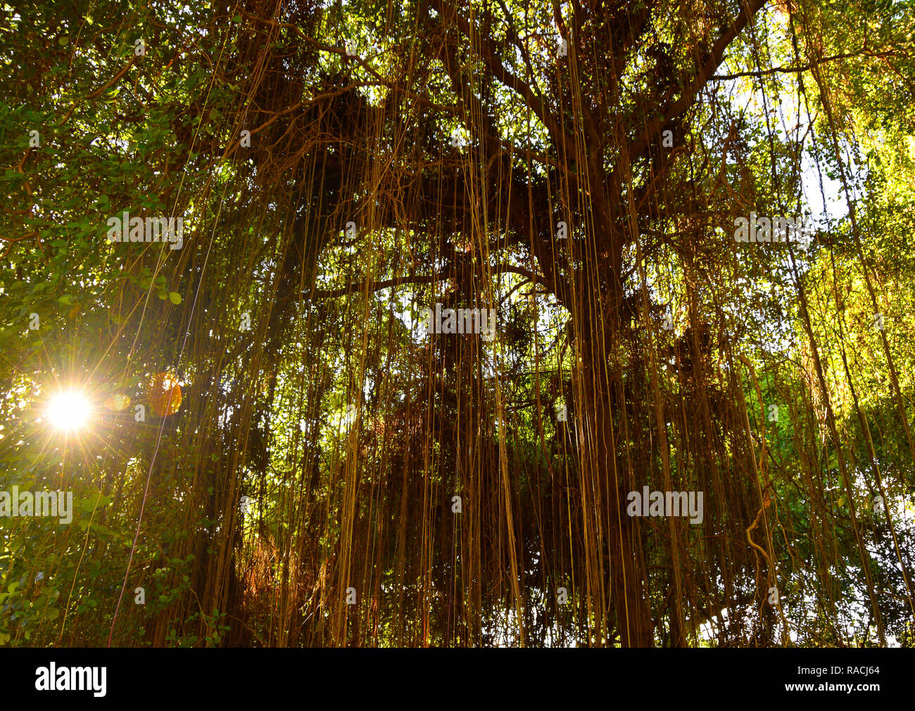 Interlaced vines hi-res stock photography and images - Alamy