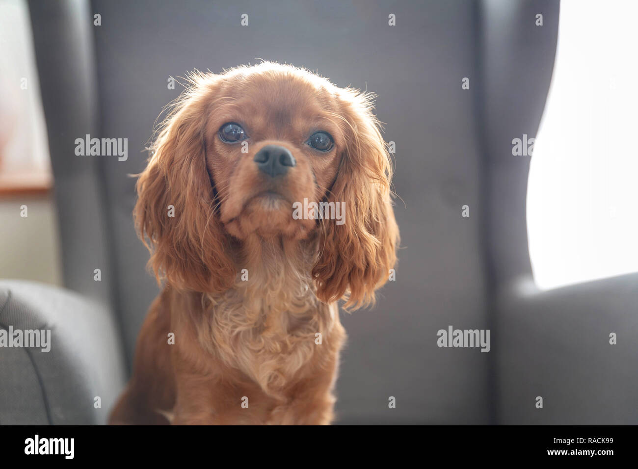 Cute puppy of cavalier spaniel sitting on the chair Stock Photo - Alamy
