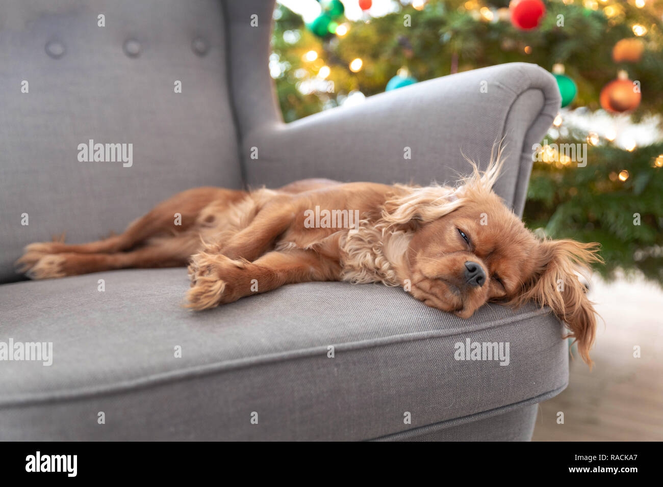 Cute dog napping on the armchair with christmas tree in a background ...