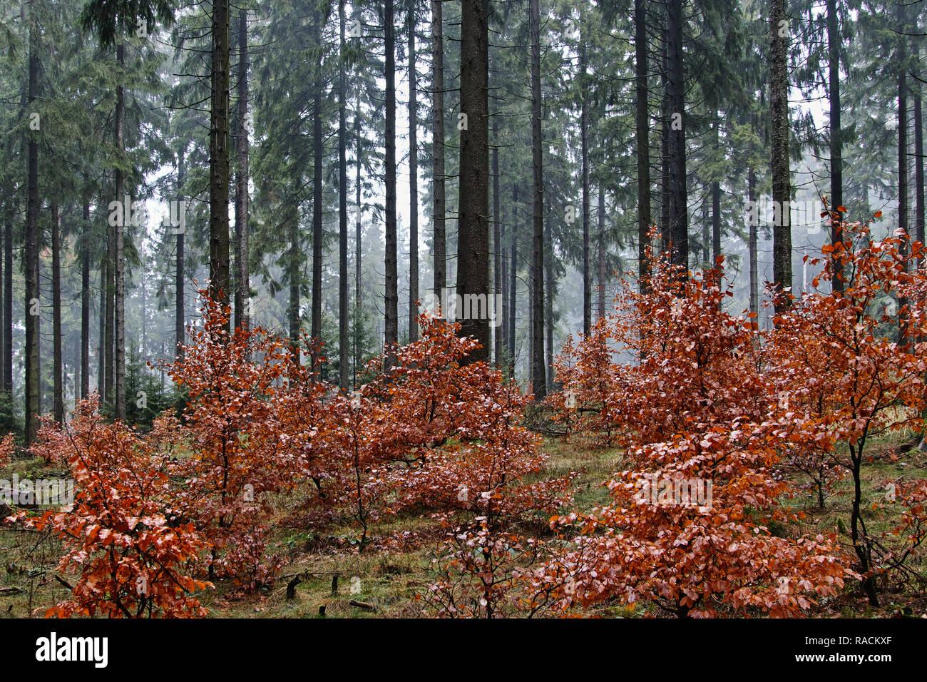 Agra forest hi-res stock photography and images - Alamy