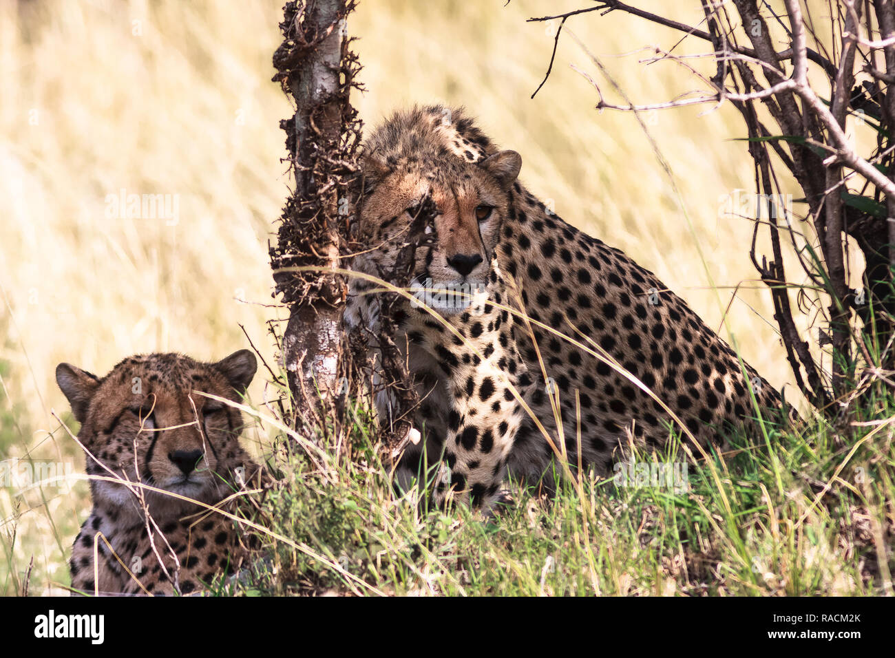 Cheetahs near the tree. Masai Mara, Kenya Stock Photo - Alamy