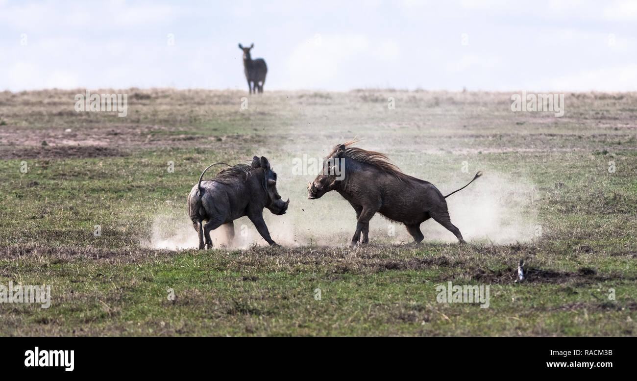 Warthog Fight High Resolution Stock Photography and Images - Alamy