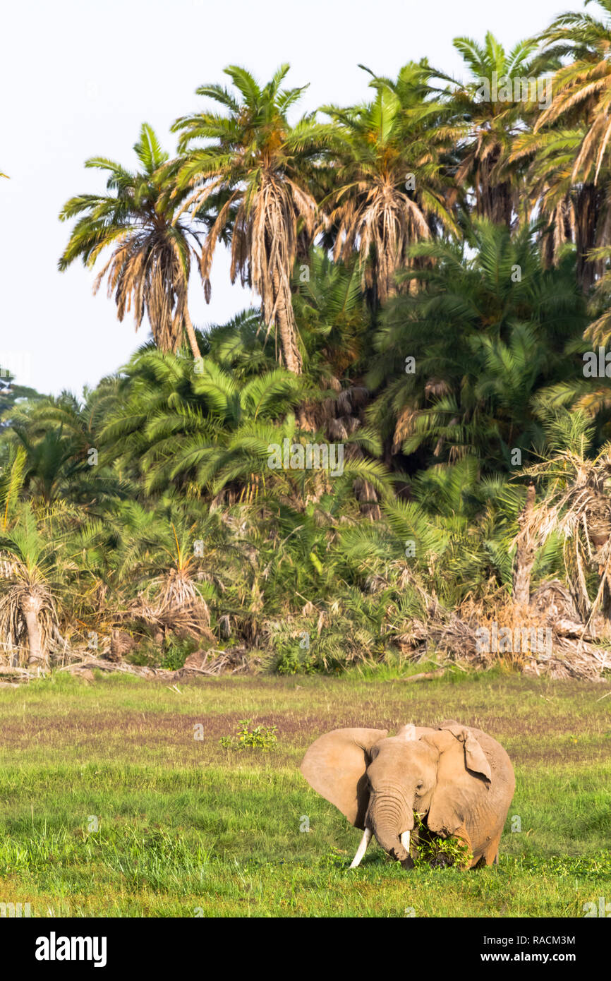 Elephant in the swamp. Amboseli, Kenya Stock Photo - Alamy