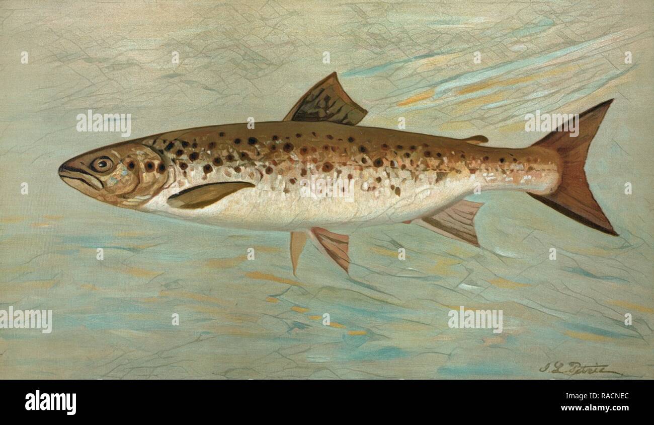 Ouananiche hi-res stock photography and images - Alamy