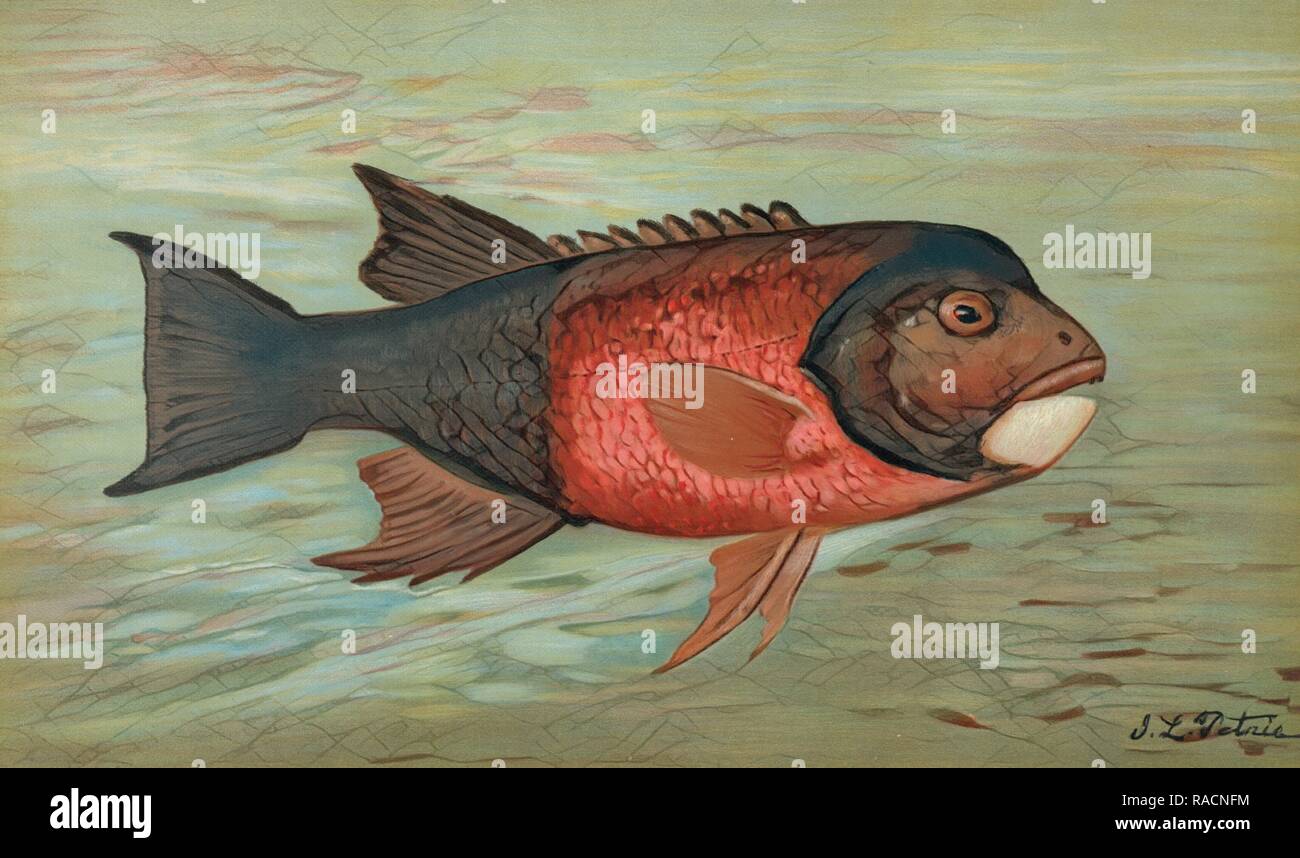 The Sacramento Pike, Squaw's-fish or Yellow belly, Ptychocheilus ...