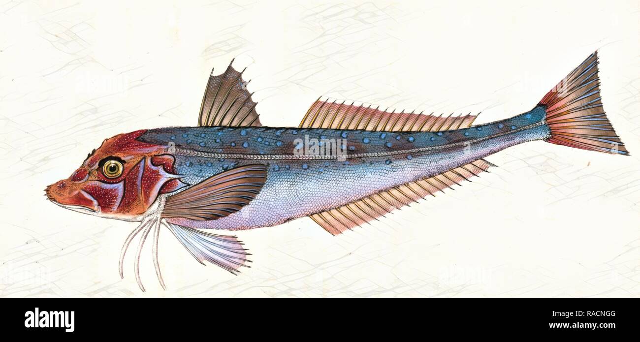 Grey Gurnard, Trigla Gurnardus, British fishes, Donovan, E. (Edward ...