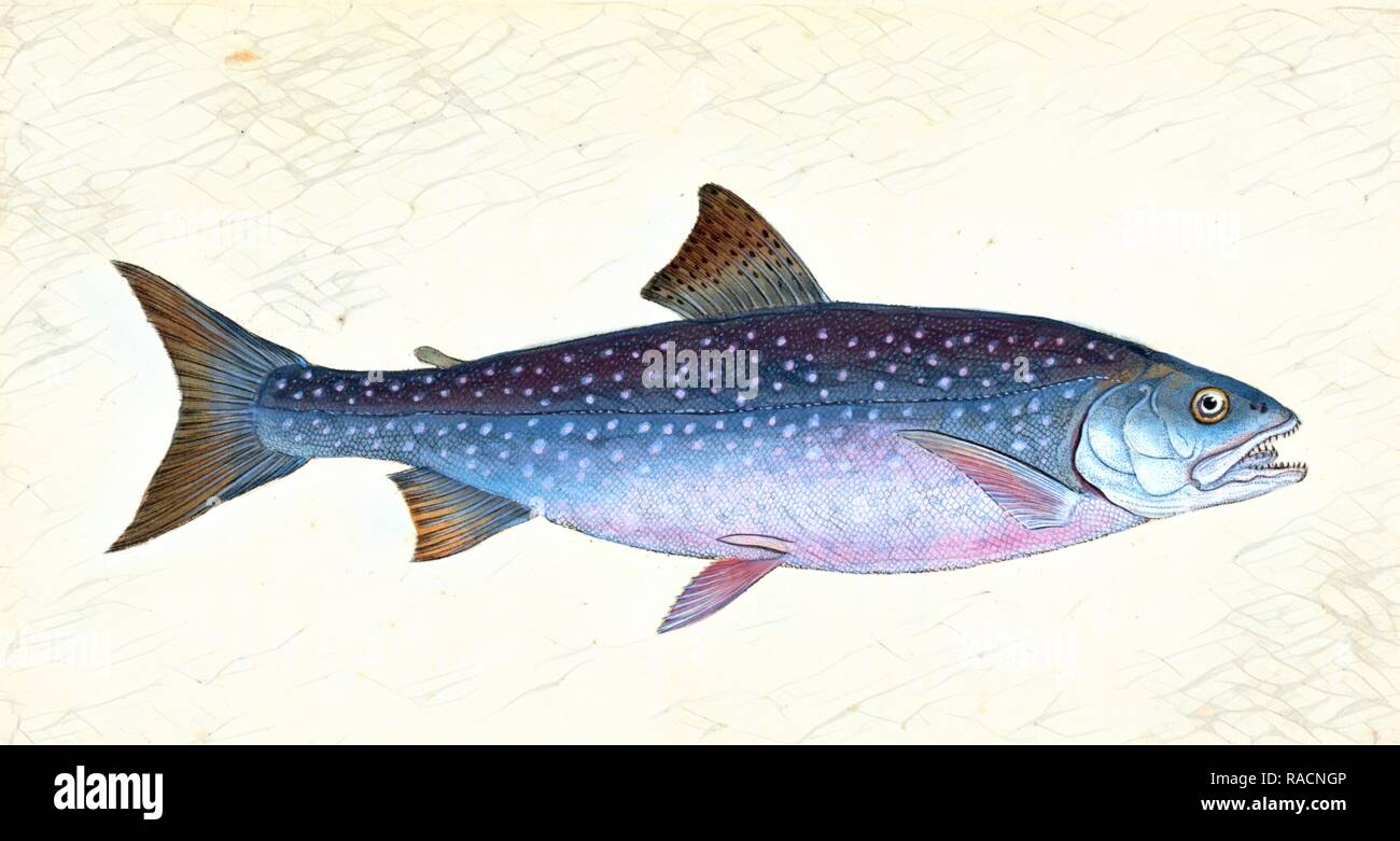 Snipe, or Trumpet-fish, Centriscus Scolopax, 1804, British fishes ...