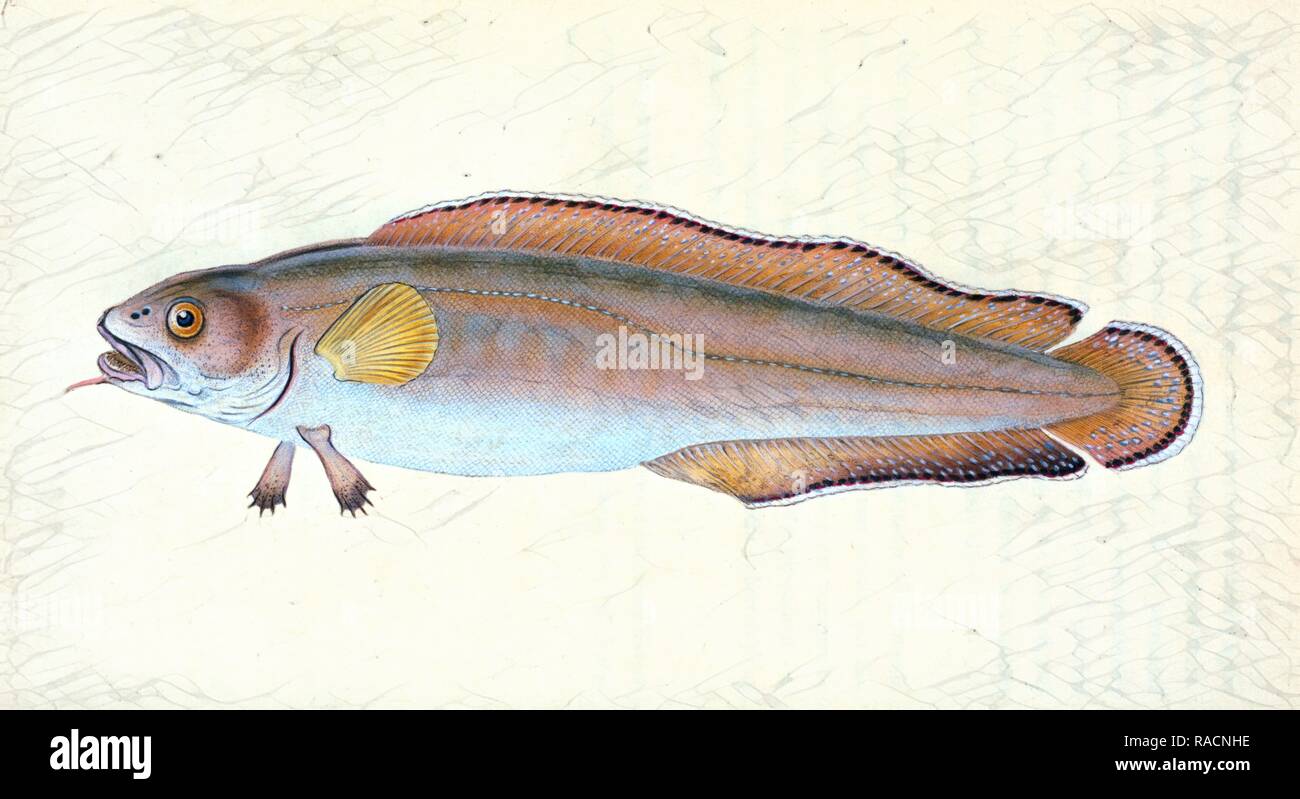 Labrus cornubiensis hi-res stock photography and images - Alamy