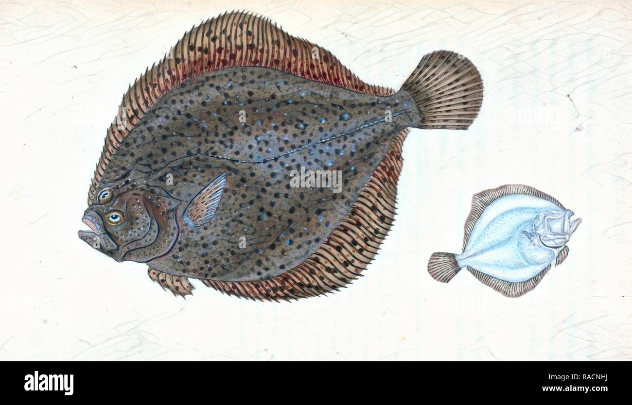 Brill, Pleuronectes rhombus, British fishes, Donovan, E. (Edward), 1768 ...
