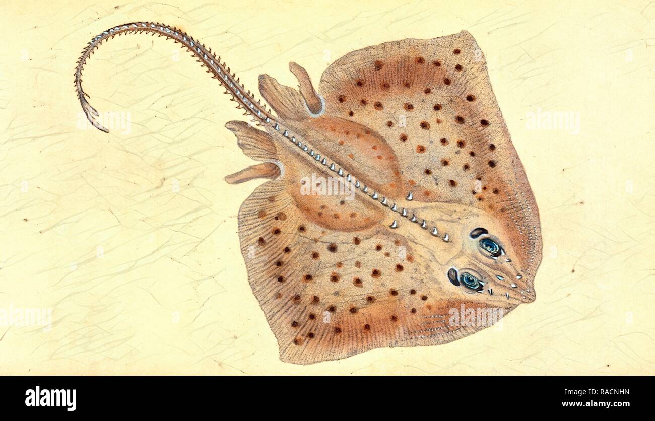 Raia rubus hi-res stock photography and images - Alamy