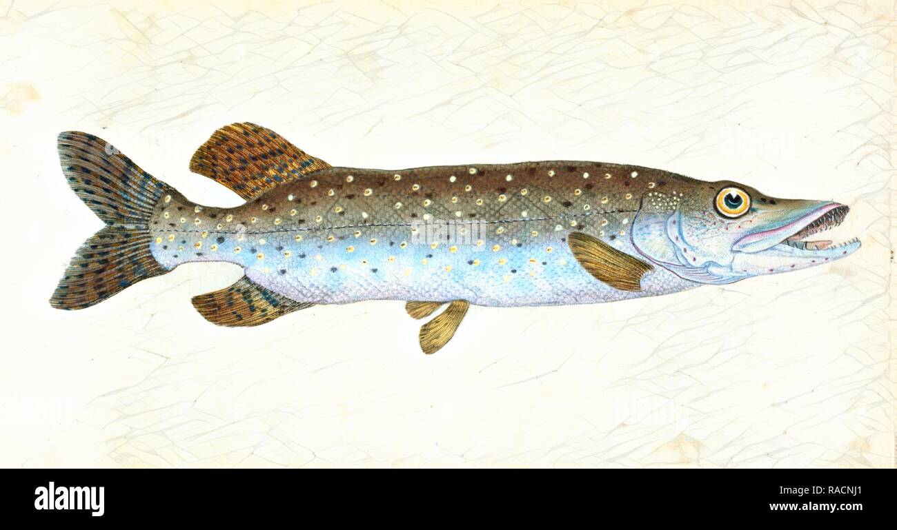 Common Pike, Esox Lucius, British fishes, Donovan, E. (Edward), 1768 ...