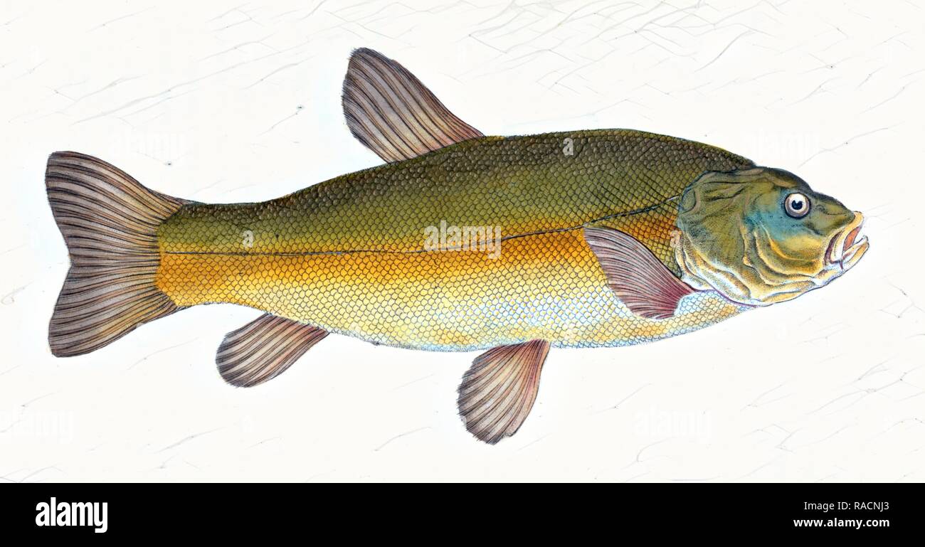 British tench illustration hi-res stock photography and images - Alamy