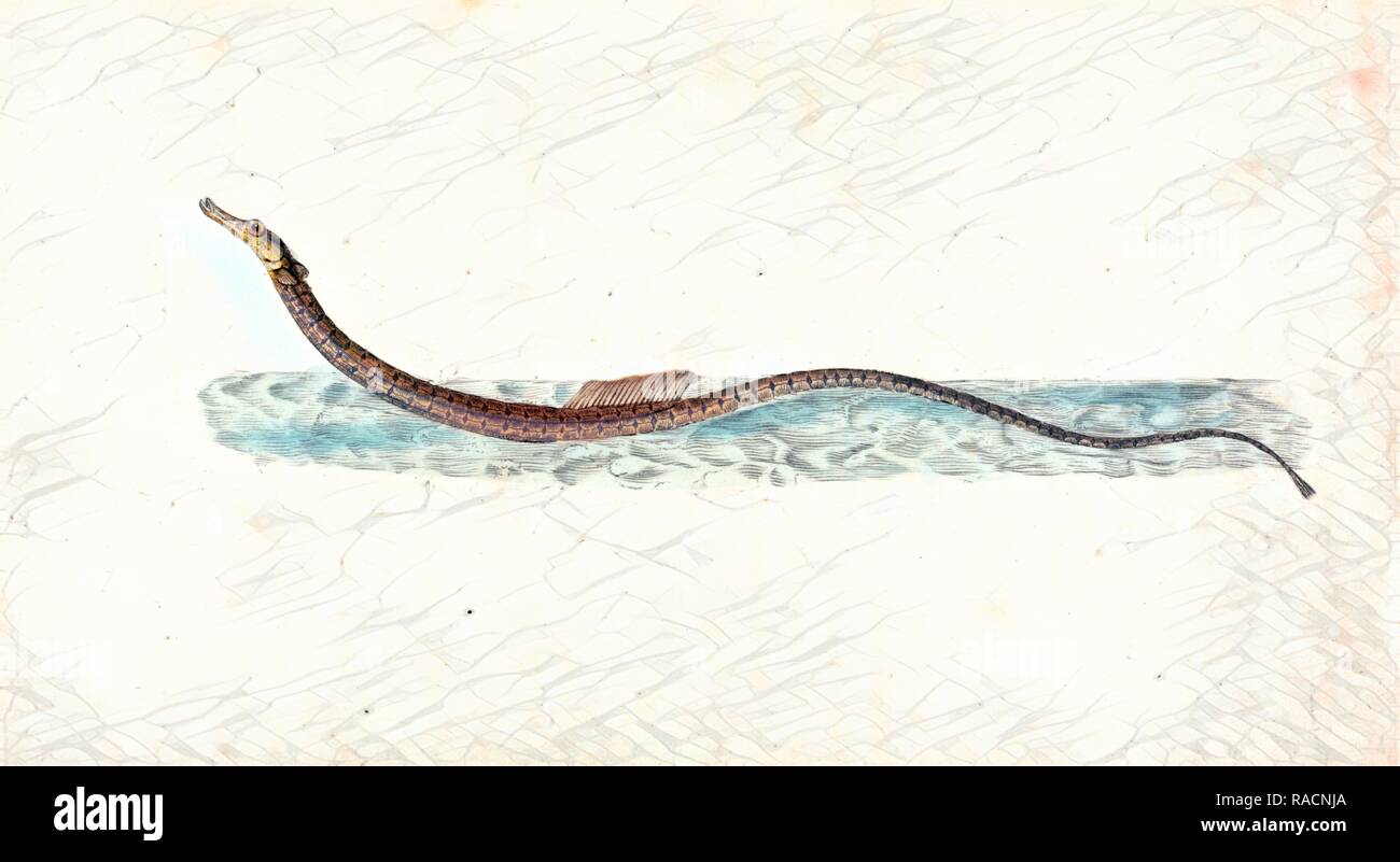 Minow, Cyprinus phoxinus, 1804, British fishes, Donovan, E. (Edward ...