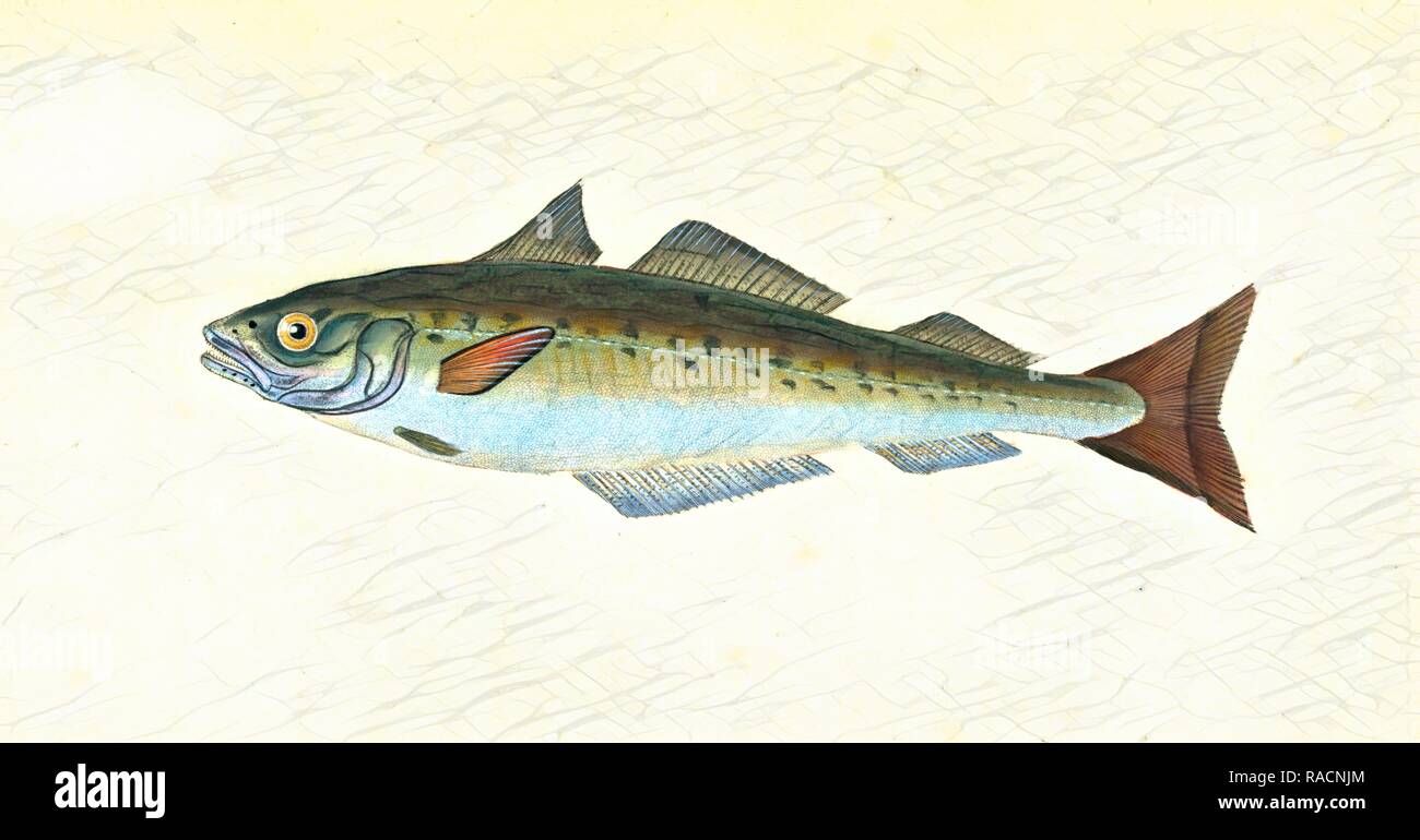 Coal Fish, Gadus Carbonarius, British fishes, Donovan, E. (Edward ...