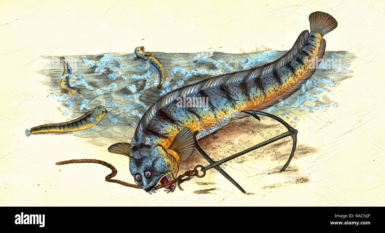 Wolf-fish, Anarhichas Lupus, 1802, British fishes, Donovan, E. (Edward ...