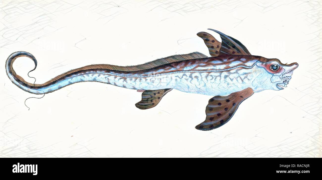 Chimera fish hi-res stock photography and images - Alamy