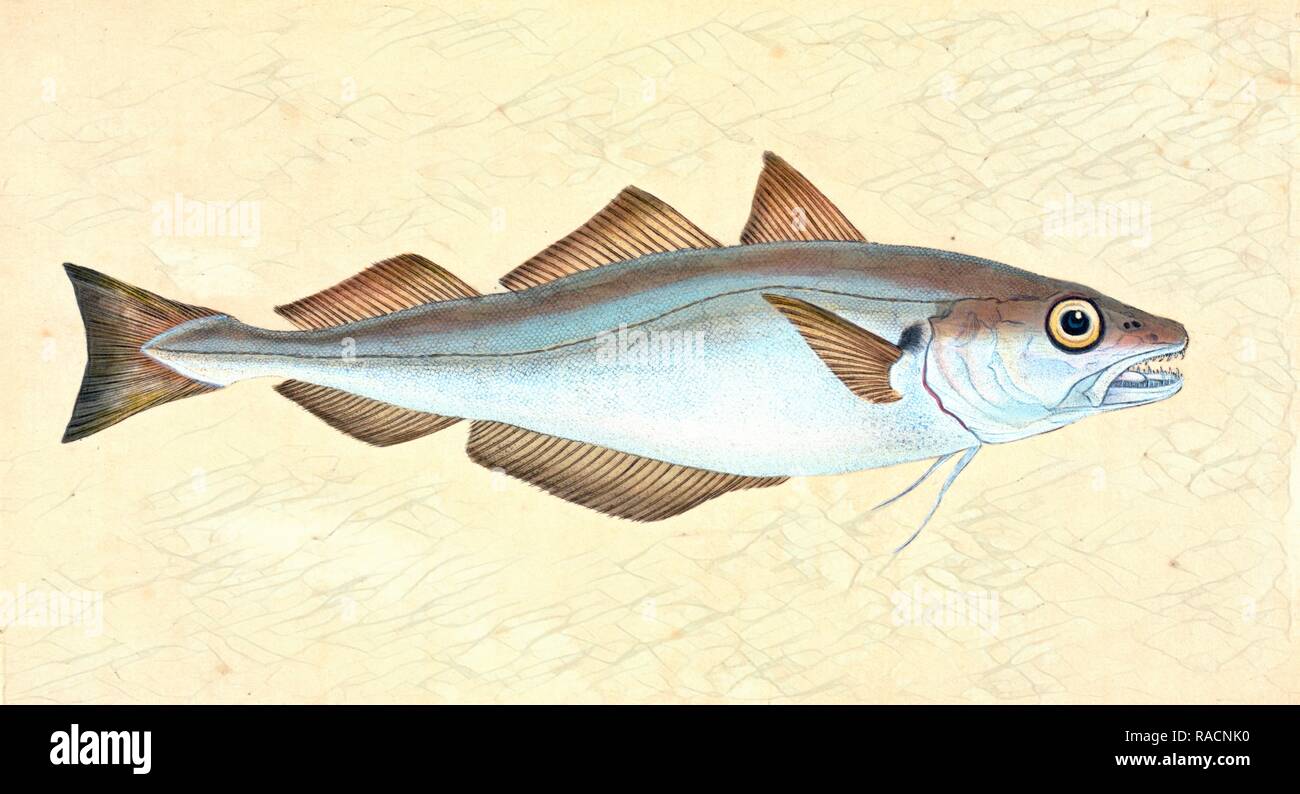 Gadus merlangius hi-res stock photography and images - Alamy