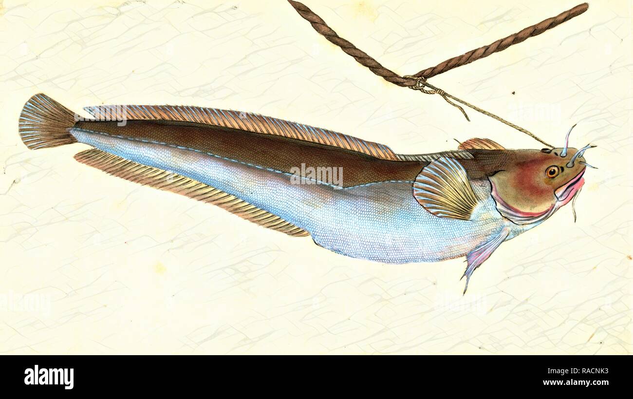 Cod, five-beared, Gadus Mustella, British fishes, Donovan, E. (Edward ...