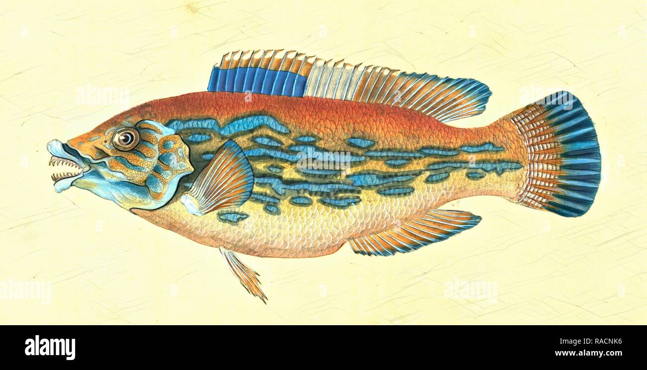 Wrasse, striped, Labrus Variegatus, 1802, British fishes, Donovan, E ...