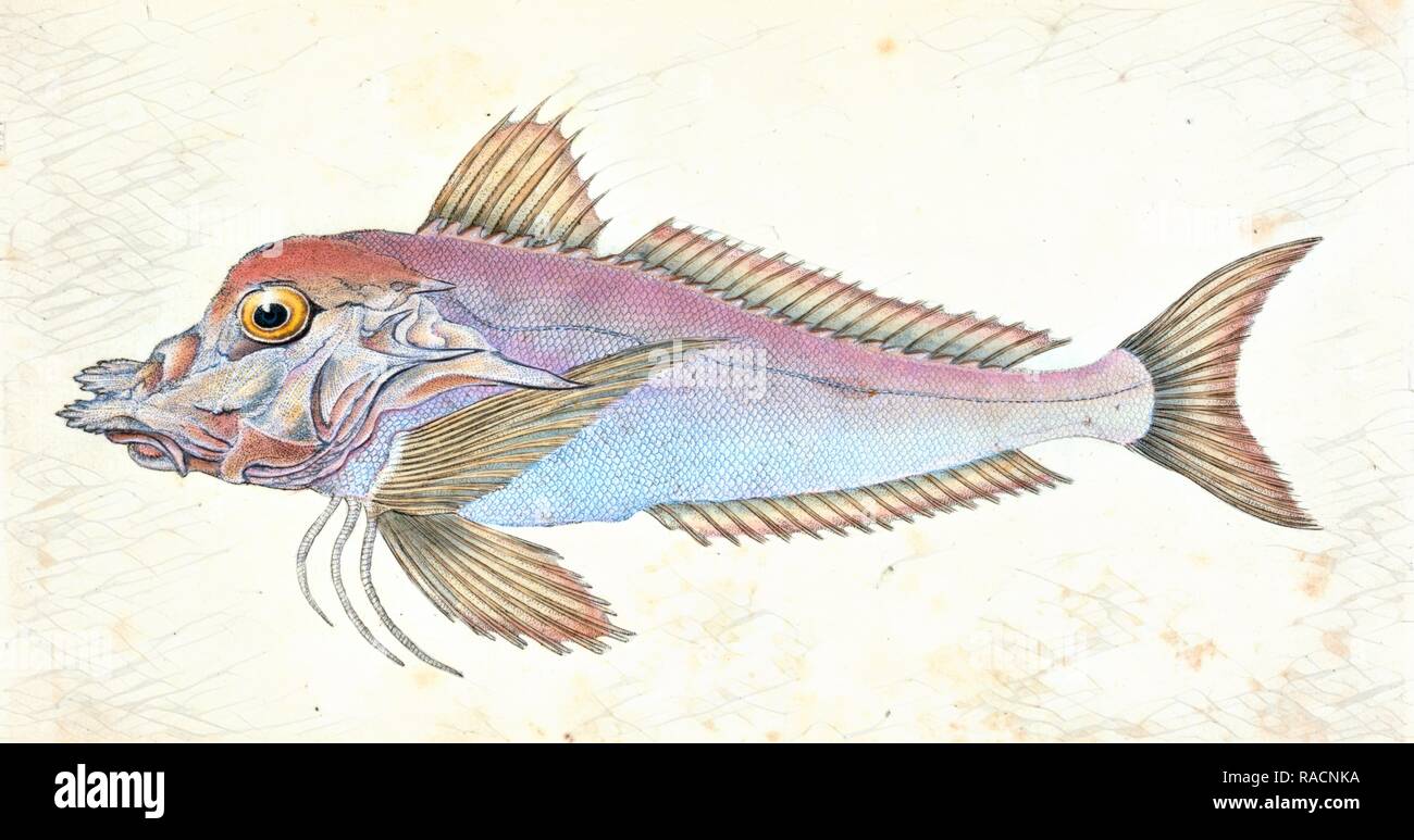 Piper, Trigla Lyra, British fishes, Donovan, E. (Edward), 1768-1837 ...