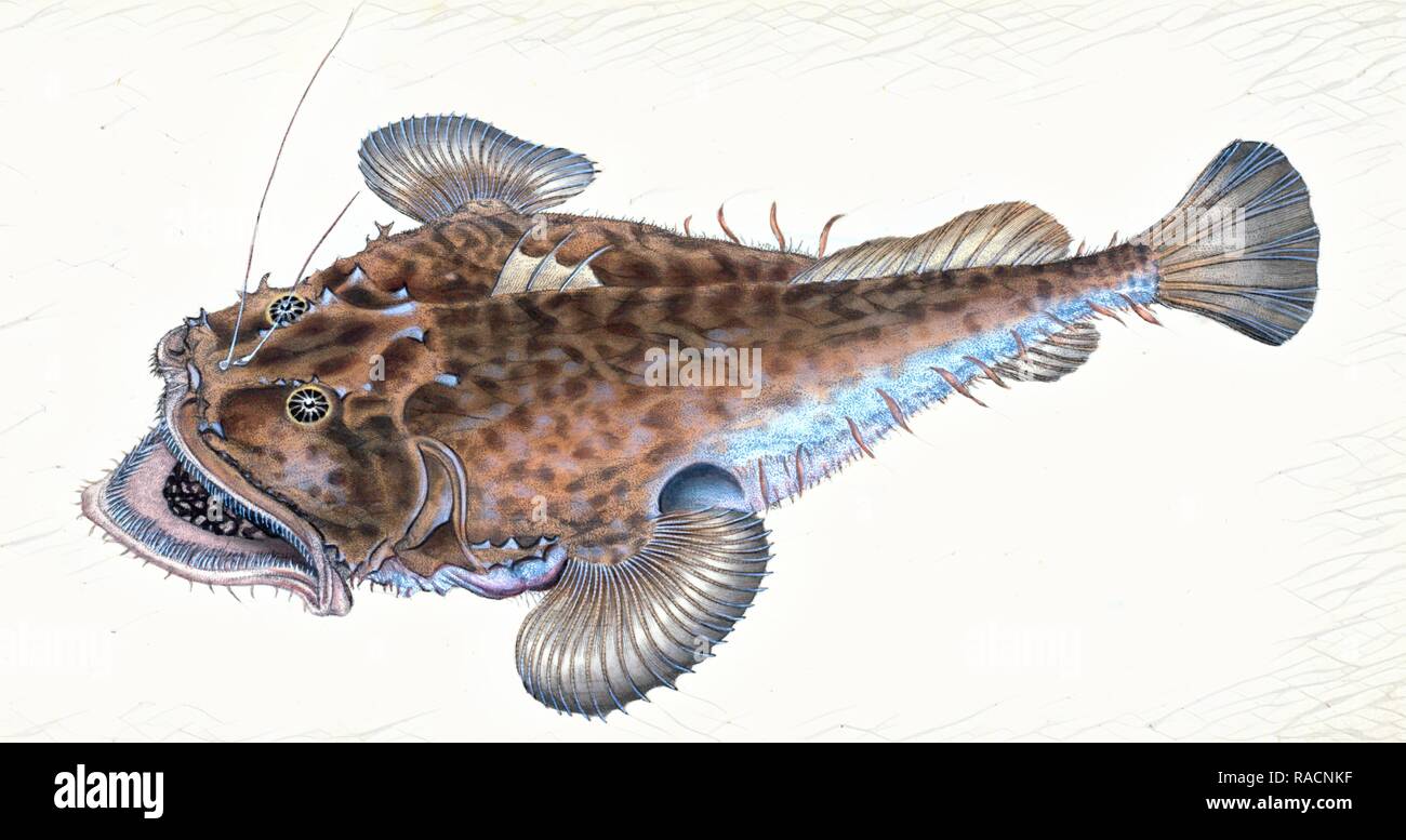 Fishing Frog, or Common Angler, Lophius Piscatorius, British fishes ...