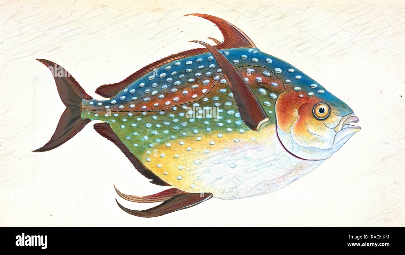 Opah, or King-fish, Zeus Luna, British fishes, Donovan, E. (Edward ...