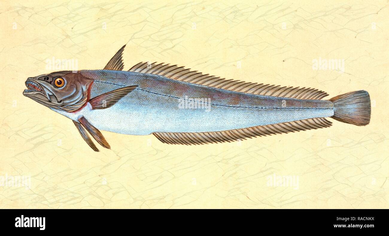 Hake, Gadus Merluccius, British fishes, Donovan, E. (Edward), 1768-1837 ...