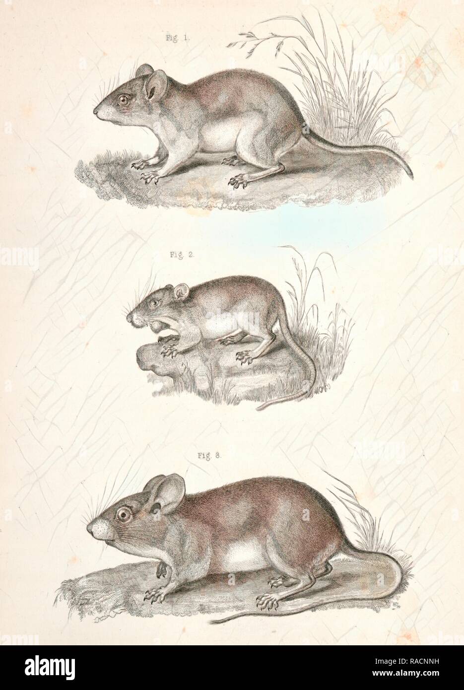 1. Hesperomys texanus, Texas Mouse, 2. Perognathus flavus, Yellow ...