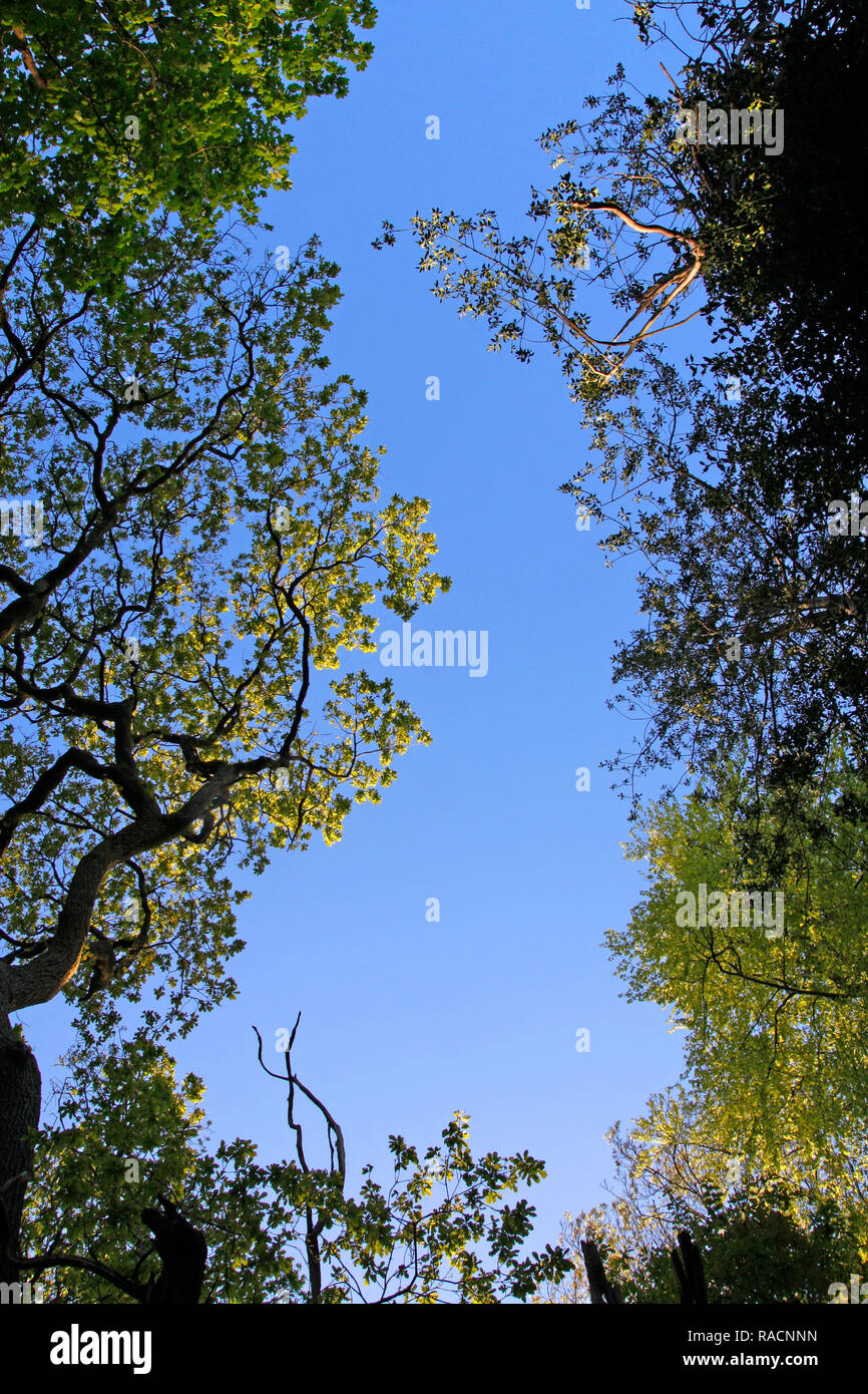 Spring trees border and clear blue sky Stock Photo - Alamy