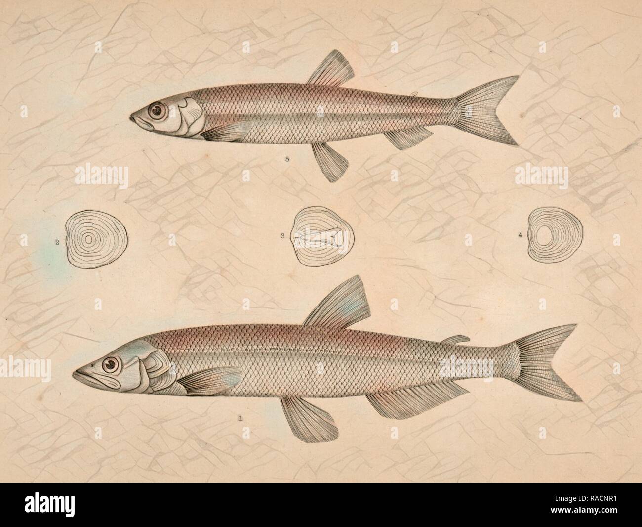 Fish, Suckley, George 1830-1869, Cooper, J. G. James Graham 1830-190 ...