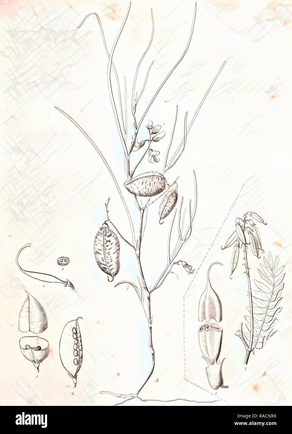 A. Astragalus filifolius, 1. Pistil enlarged, 2. Cross section of the ...
