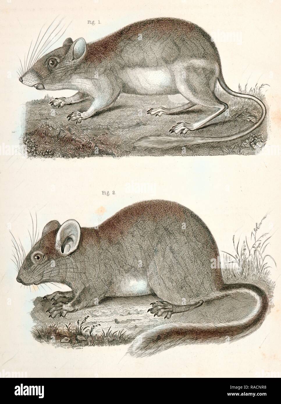 Dipodomys agilis hi-res stock photography and images - Alamy