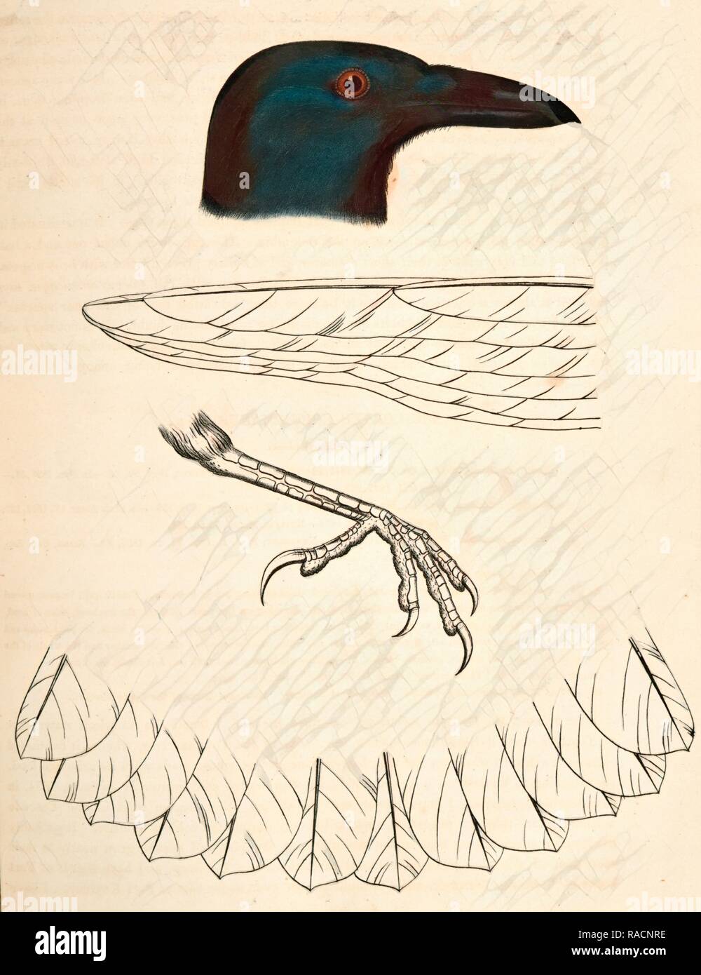 Corvus caurinus, Northwestern Fishcrow., Suckley, George 1830-1869 ...