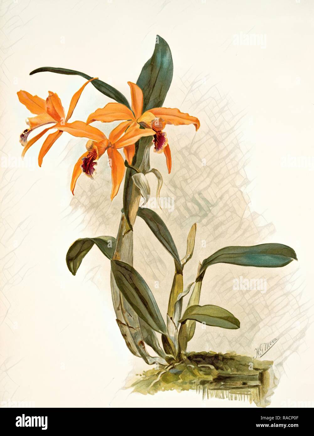 LÃƒÂ¦lio-cattleya (hybrida) phoebe, Sander, F. (Frederick) (1847-1920 ...