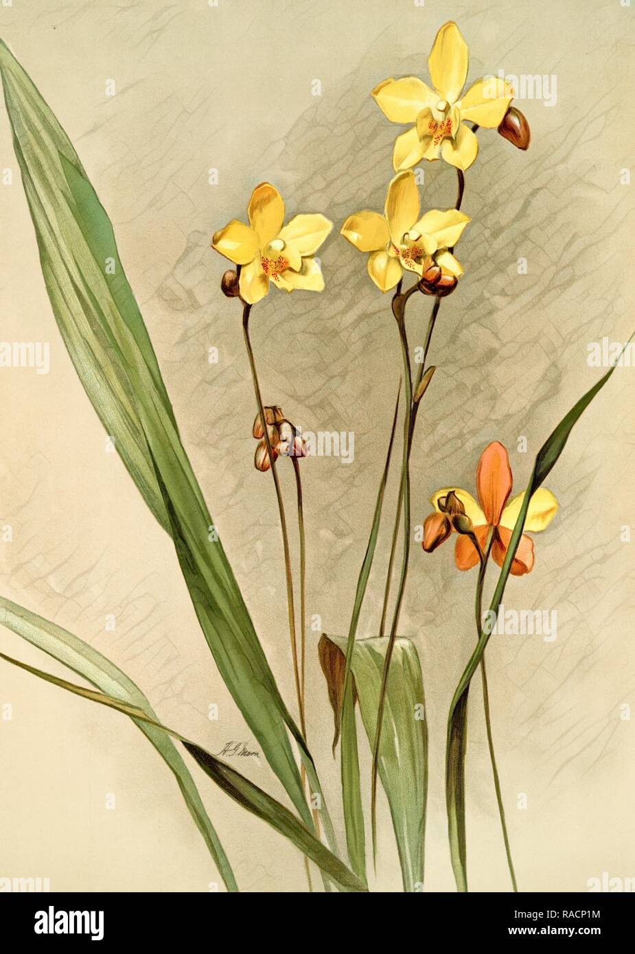 Frederick sander hi-res stock photography and images - Alamy