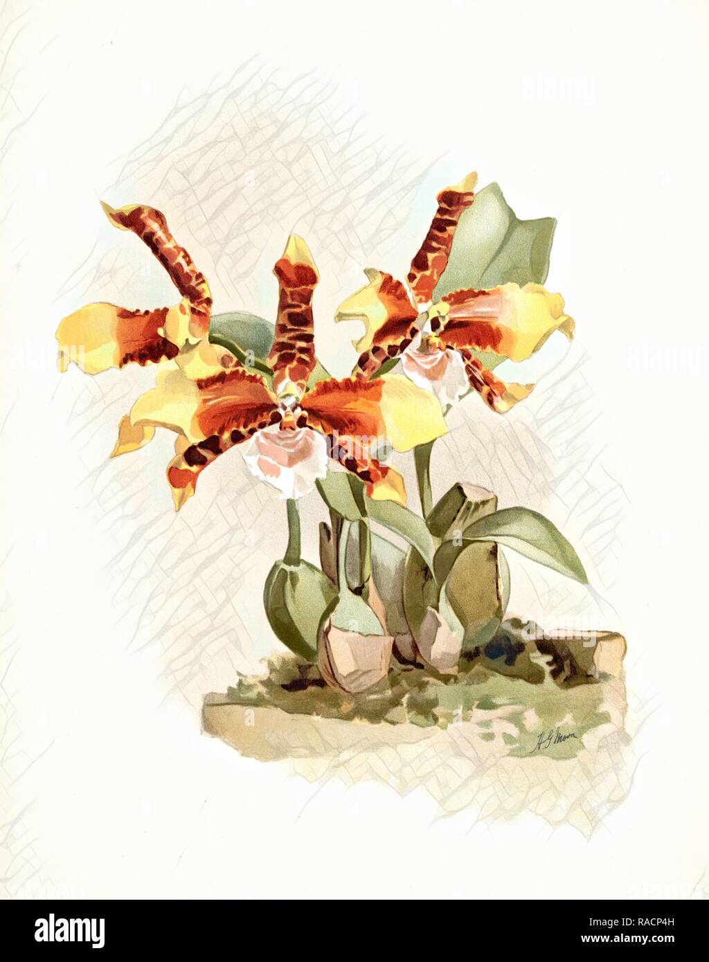 Frederick sander hi-res stock photography and images - Alamy