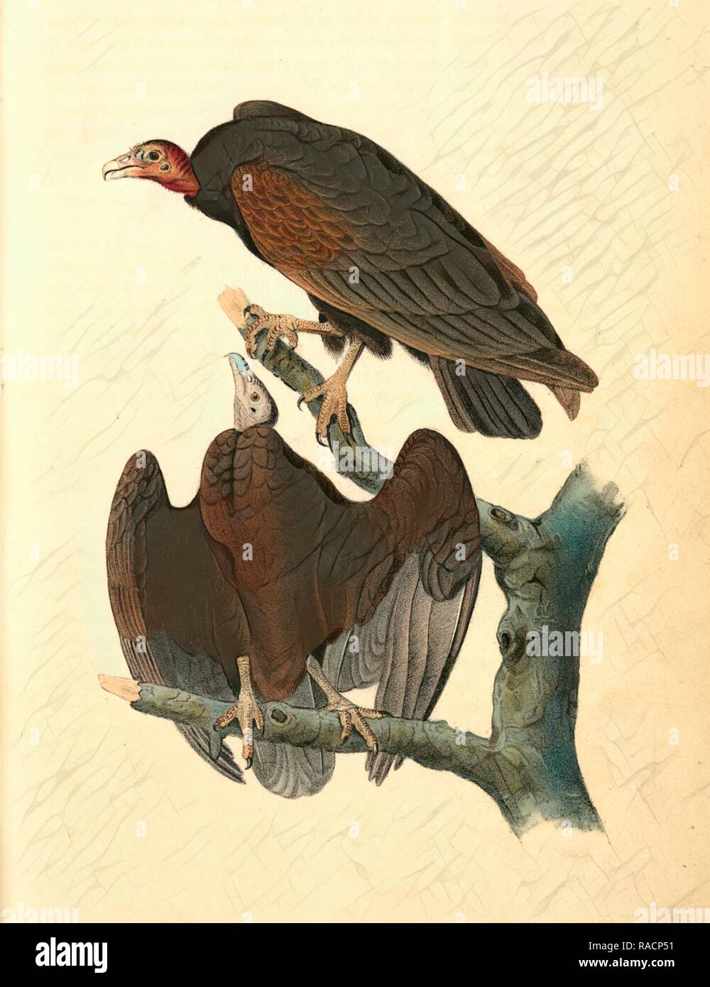 Red-headed Turkey Vulture., Audubon, John James, 1785-1851 Reimagined ...