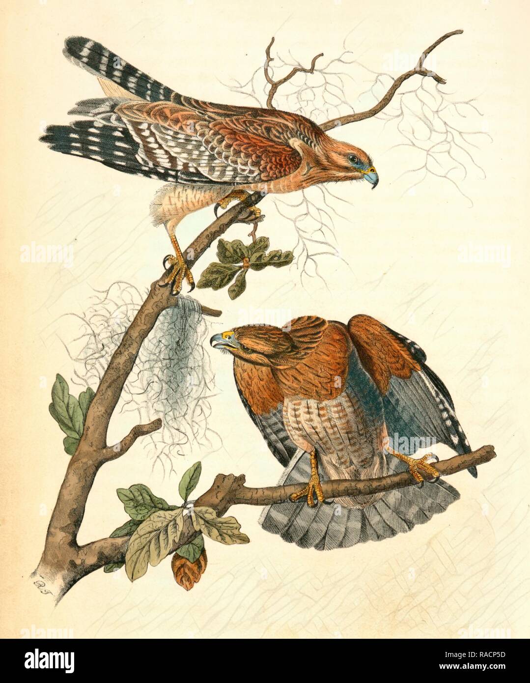 Red-shouldered Buzzard., Audubon, John James, 1785-1851 Reimagined by ...