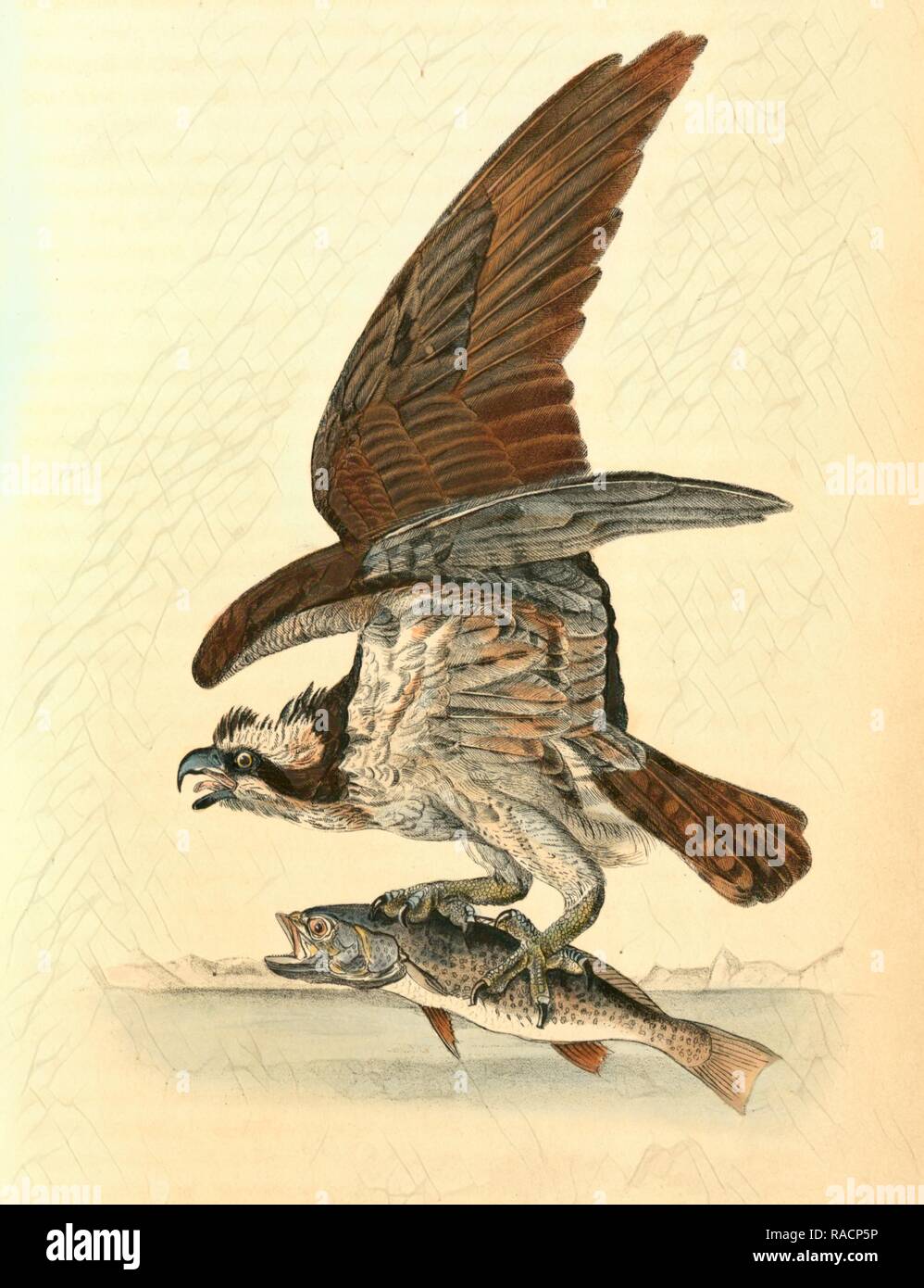Common Osprey, Fish Hawk., Audubon, John James, 1785-1851 Reimagined by ...