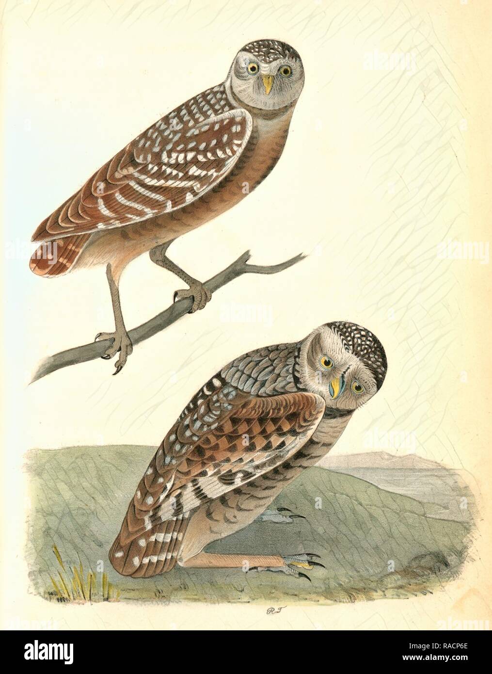 Burrowing Day-Owl., Audubon, John James, 1785-1851 Reimagined by Gibon ...