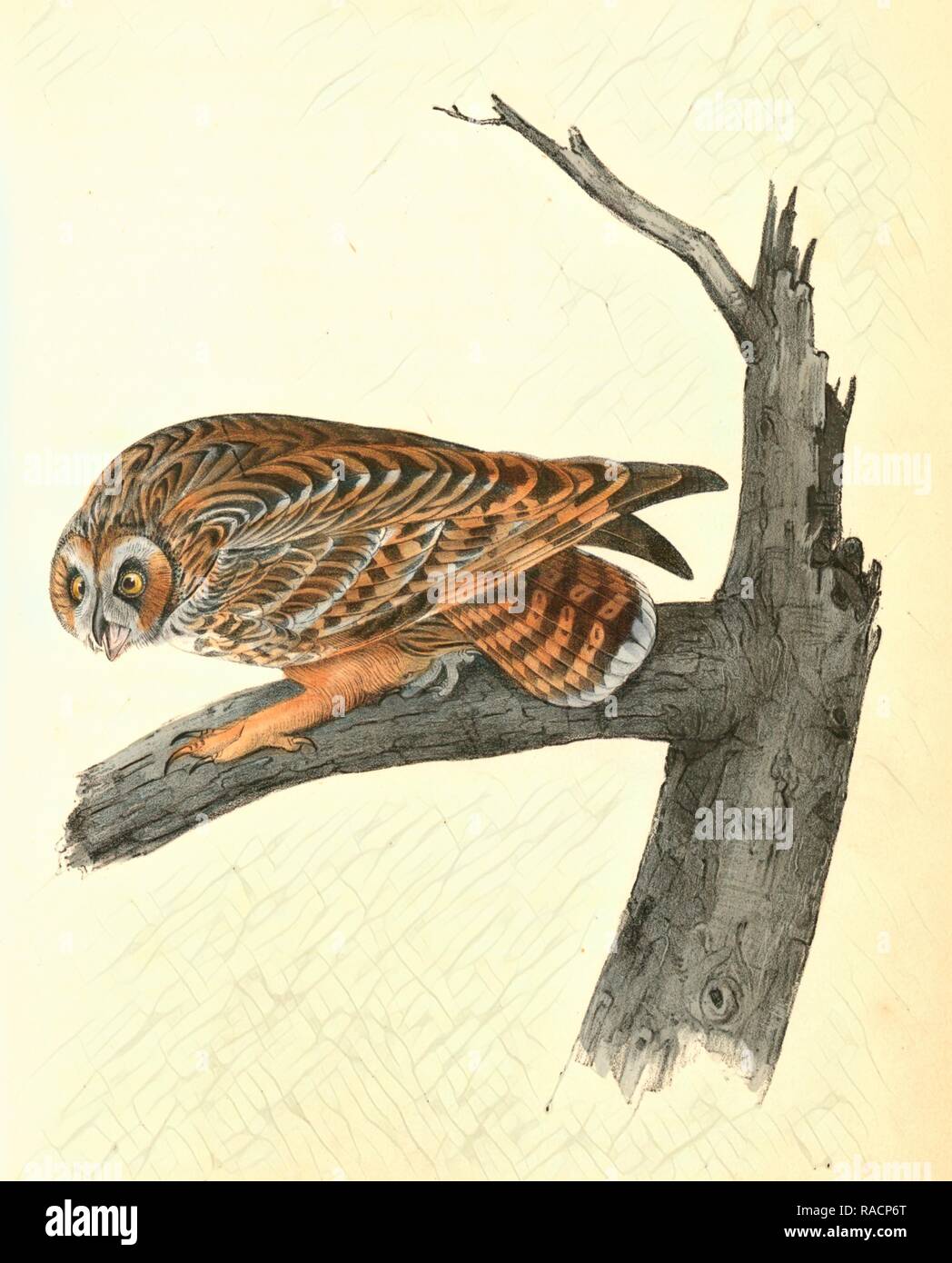 Short-eared Owl., Audubon, John James, 1785-1851 Reimagined by Gibon ...