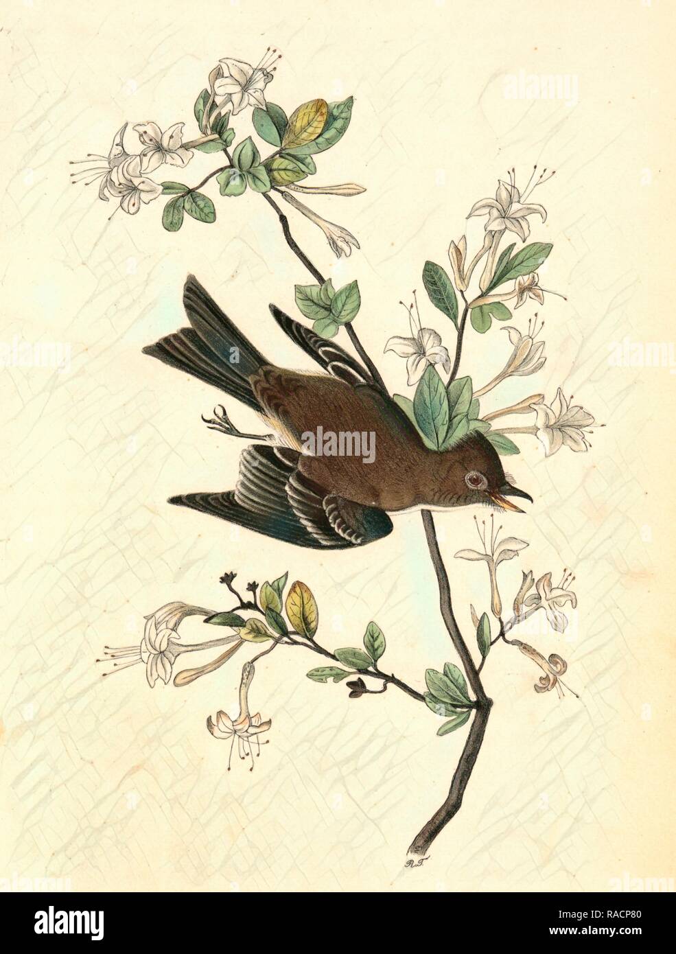 Wood Pewee Flycatcher. Male. (Swamp Honeysuckle. Azalea Viscosa ...