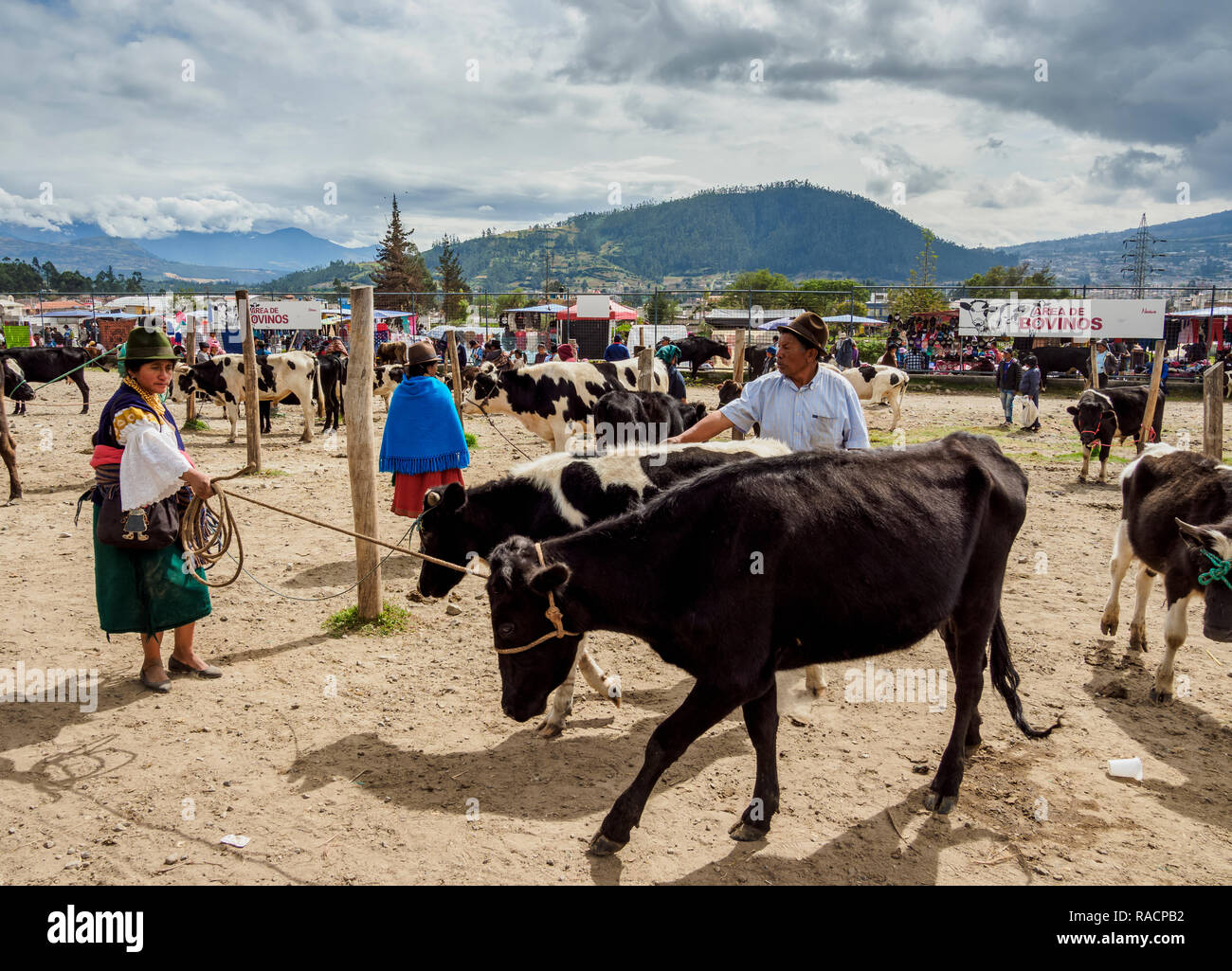 Saturday Livestock Market, Otavalo, Imbabura Province, Ecuador, South ...